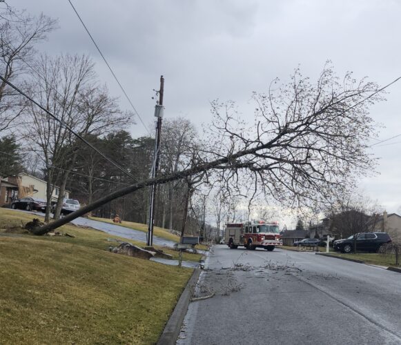 Toppled tree causes power outage in South Williamsport | News, Sports ...